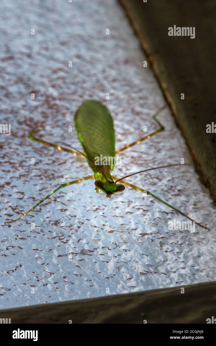 Green Male Praying Mantis hunting, South Africa Stock Photo - Alamy