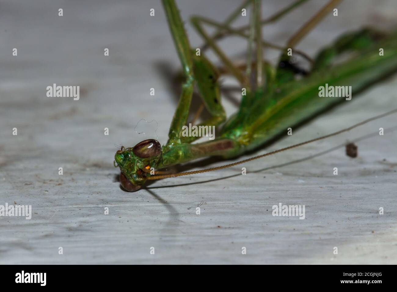 Green Male Praying Mantis hunting, South Africa Stock Photo - Alamy