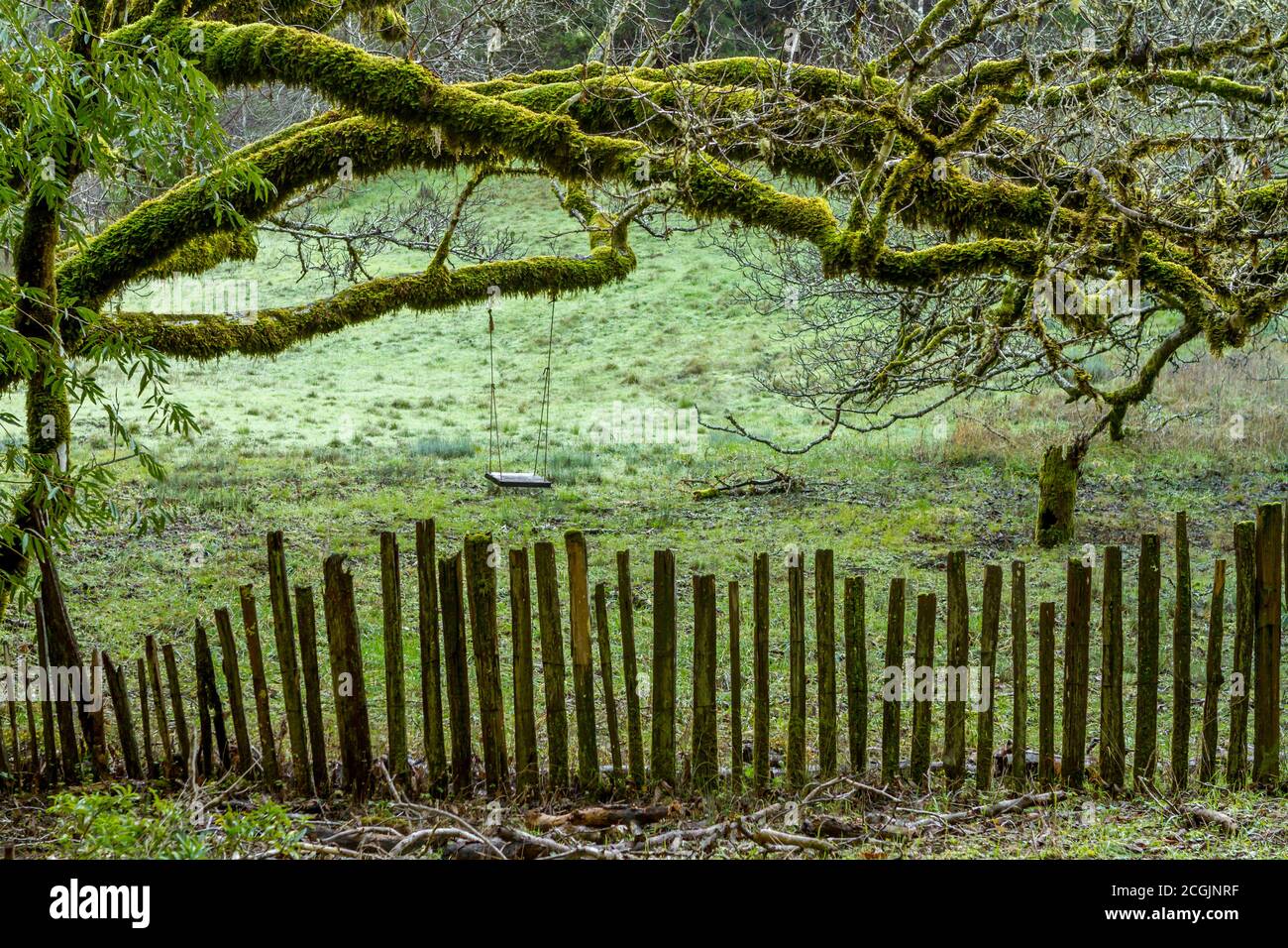Calm Desire - A swing hangs from a craggy tree beyond an old fence ...