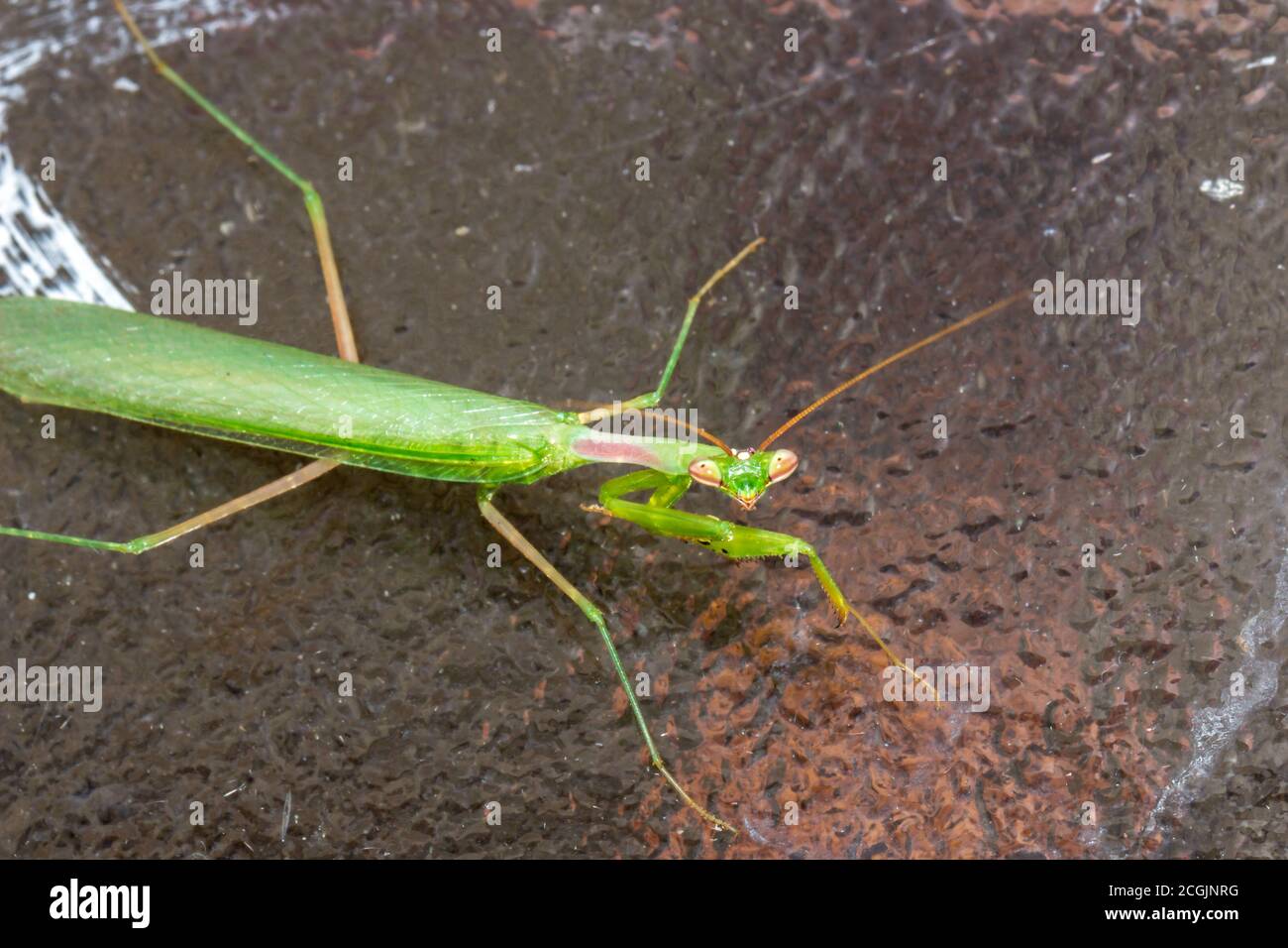 Green Male Praying Mantis hunting, South Africa Stock Photo - Alamy