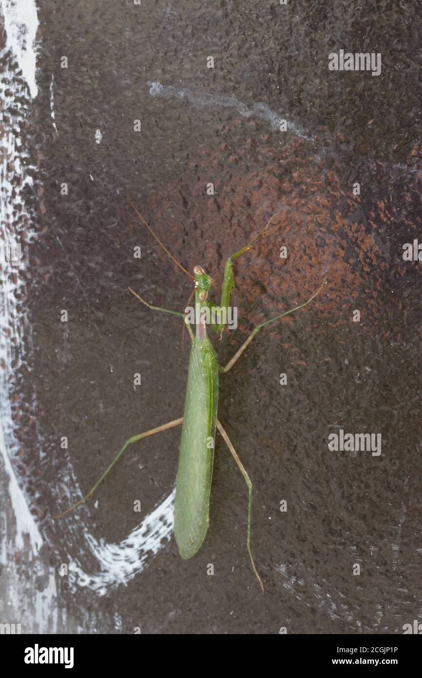 Green Male Praying Mantis hunting, South Africa Stock Photo - Alamy