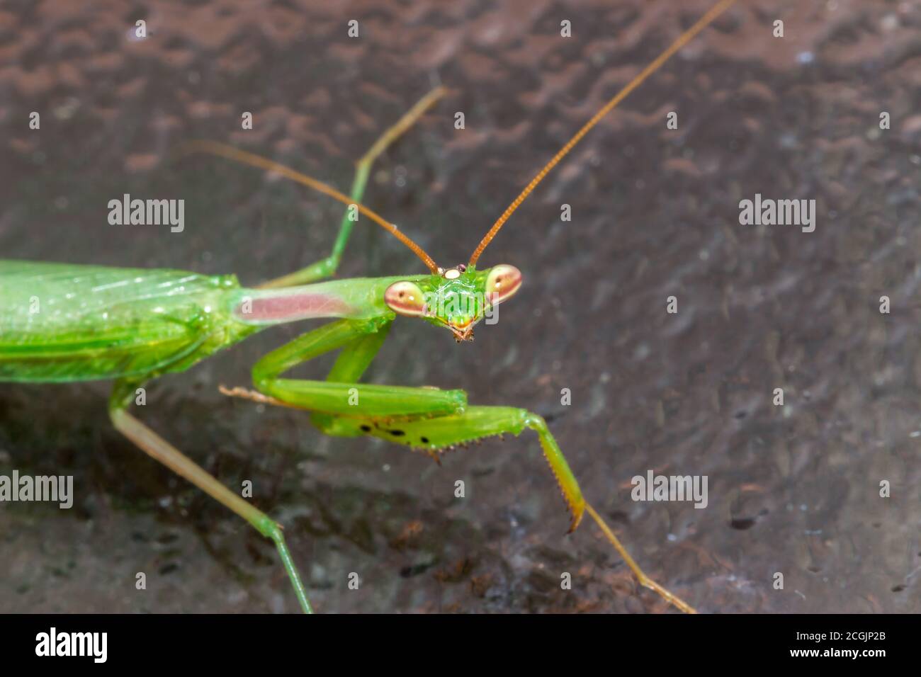 Green Male Praying Mantis hunting, South Africa Stock Photo - Alamy