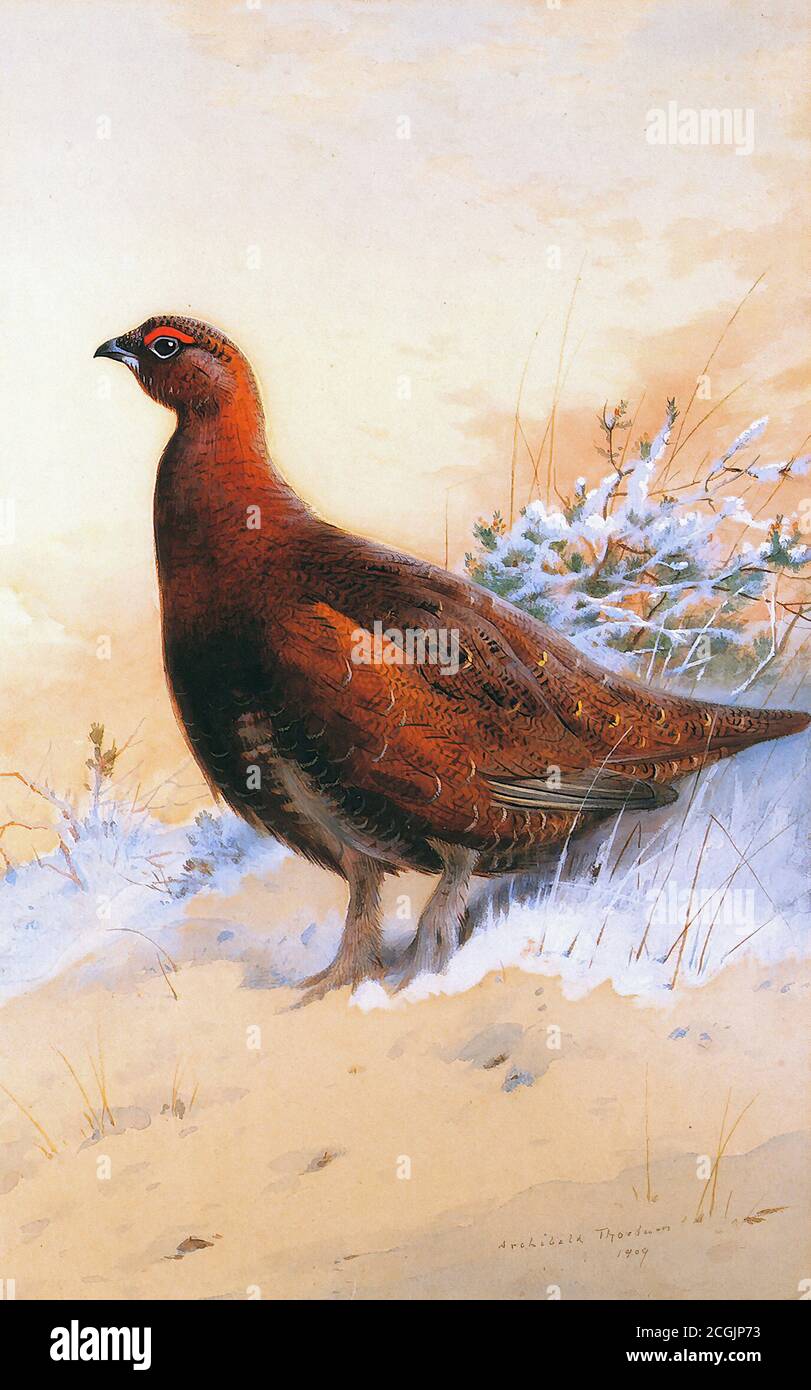 Thorburn grouse hi-res stock photography and images - Alamy