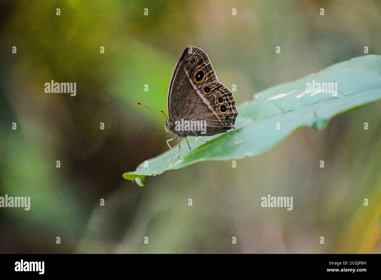 Butterfly parrot hi-res stock photography and images - Alamy