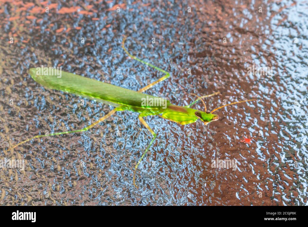 Green Male Praying Mantis hunting, South Africa Stock Photo - Alamy