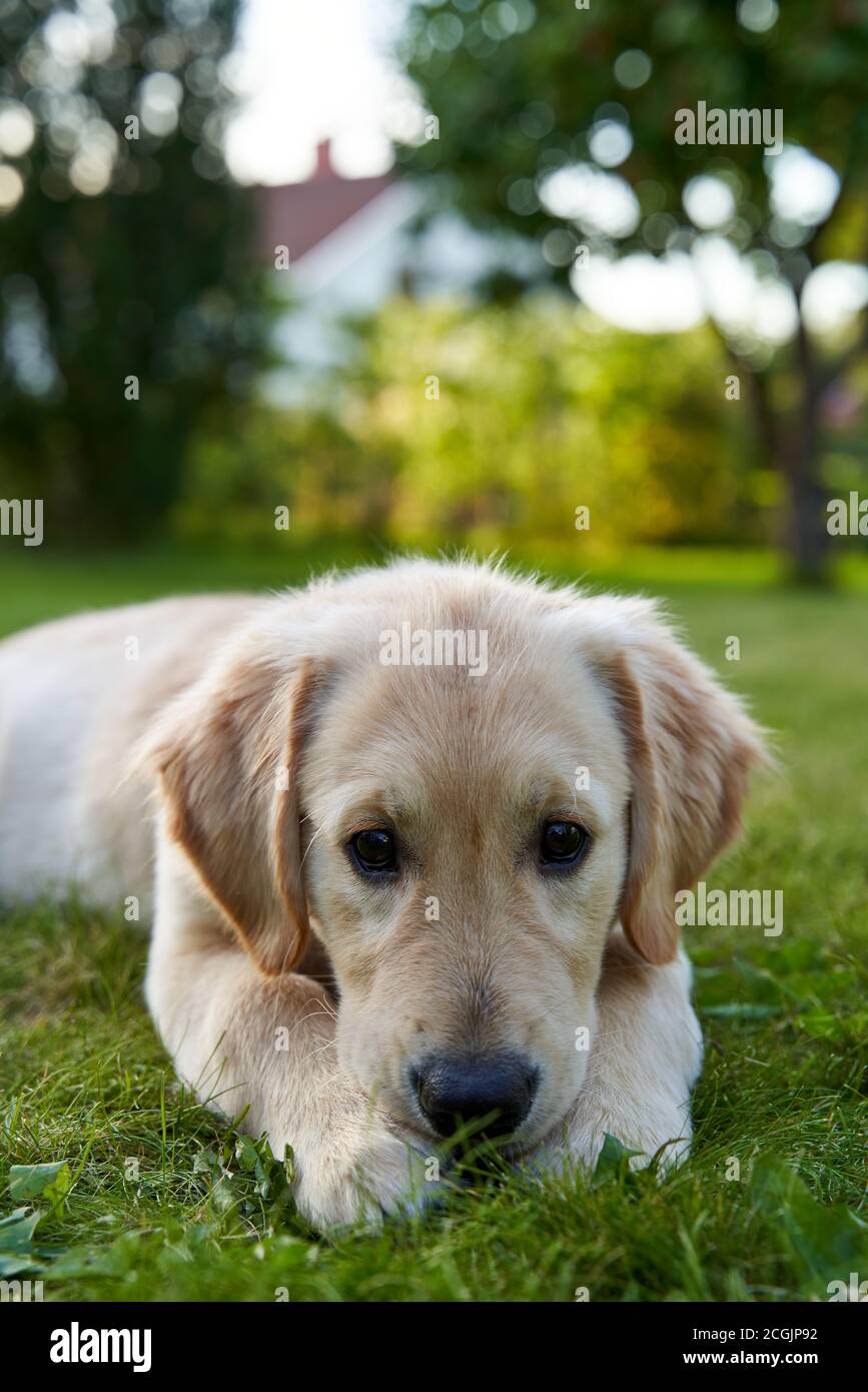Golden Retriever 4 Mois