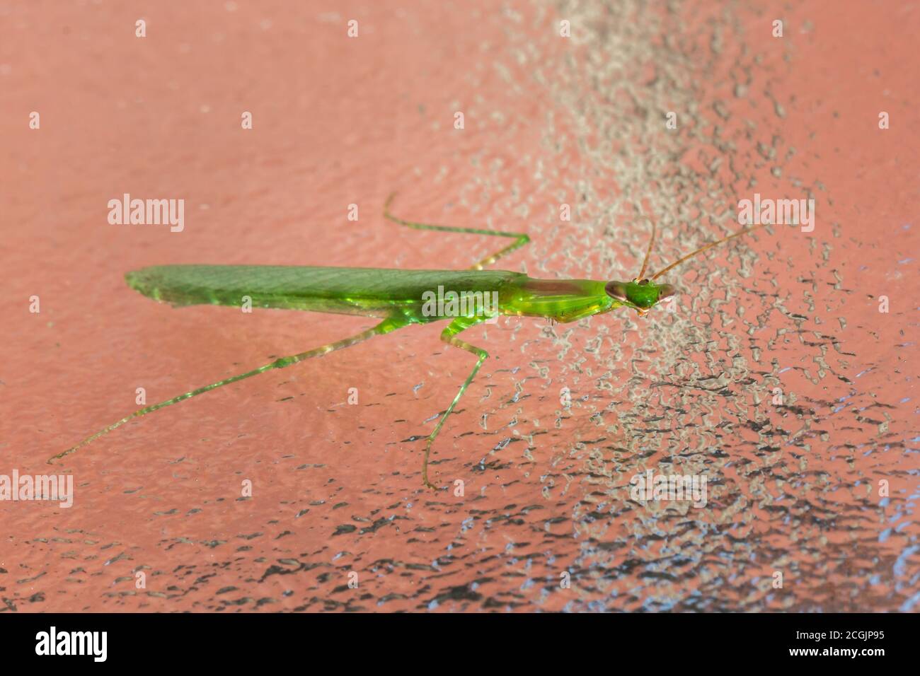 Green Male Praying Mantis hunting, South Africa Stock Photo - Alamy