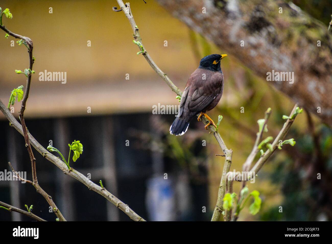 4k bird hi-res stock photography and images - Alamy