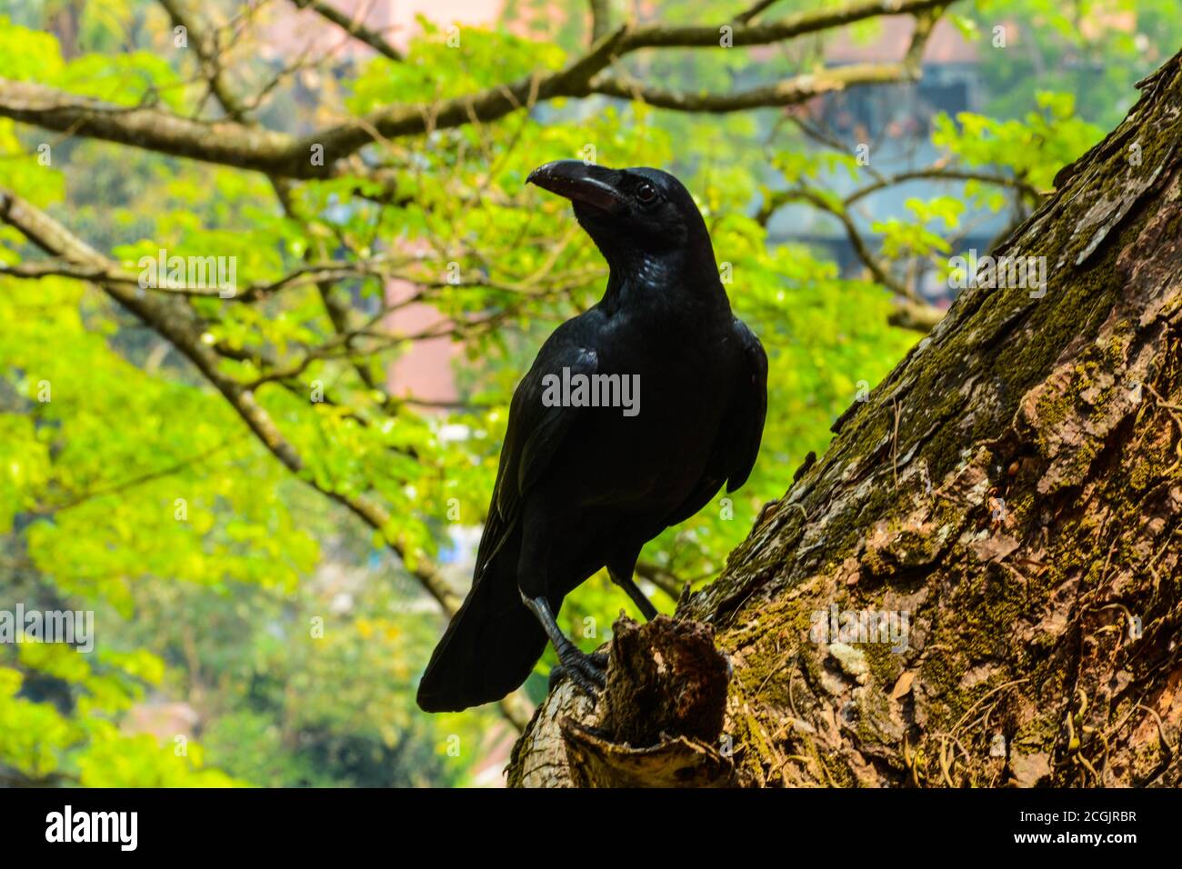 Wallpaper crow hi-res stock photography and images - Alamy