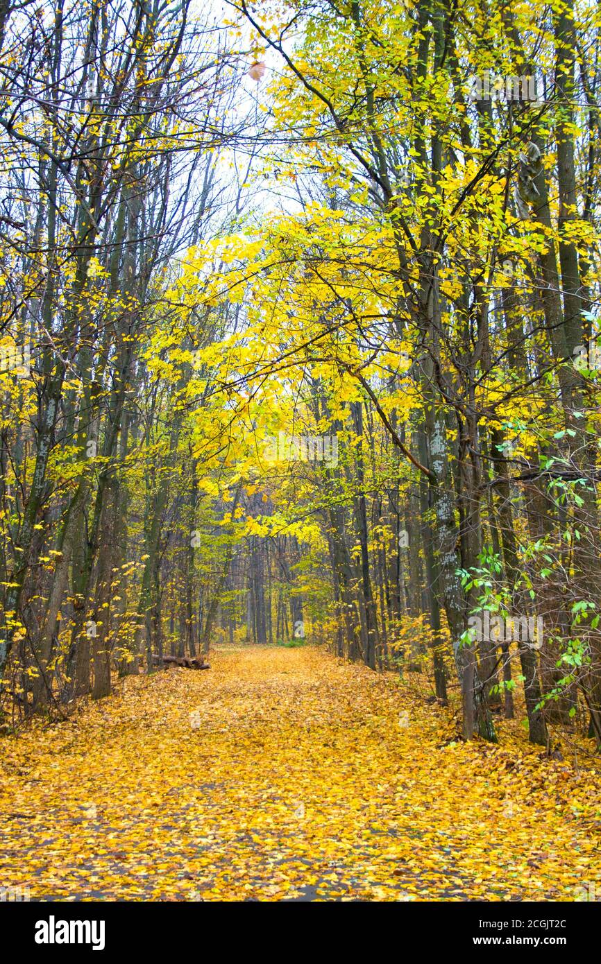 Road in yellow autumn forest. Fall beautiful landscape with dry fallen ...