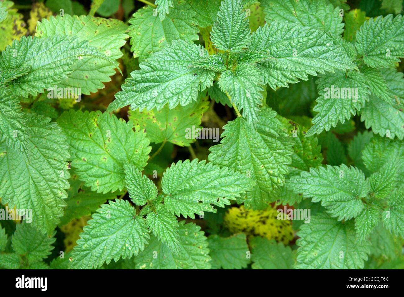 Stinging nettle plants texture. Urtica dioica, common nettle, stinging ...