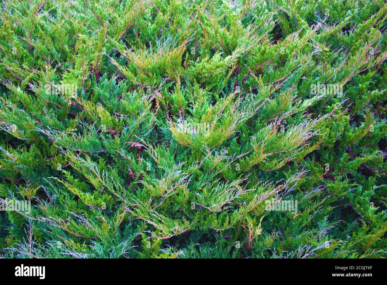 Juniper bush hi-res stock photography and images - Alamy