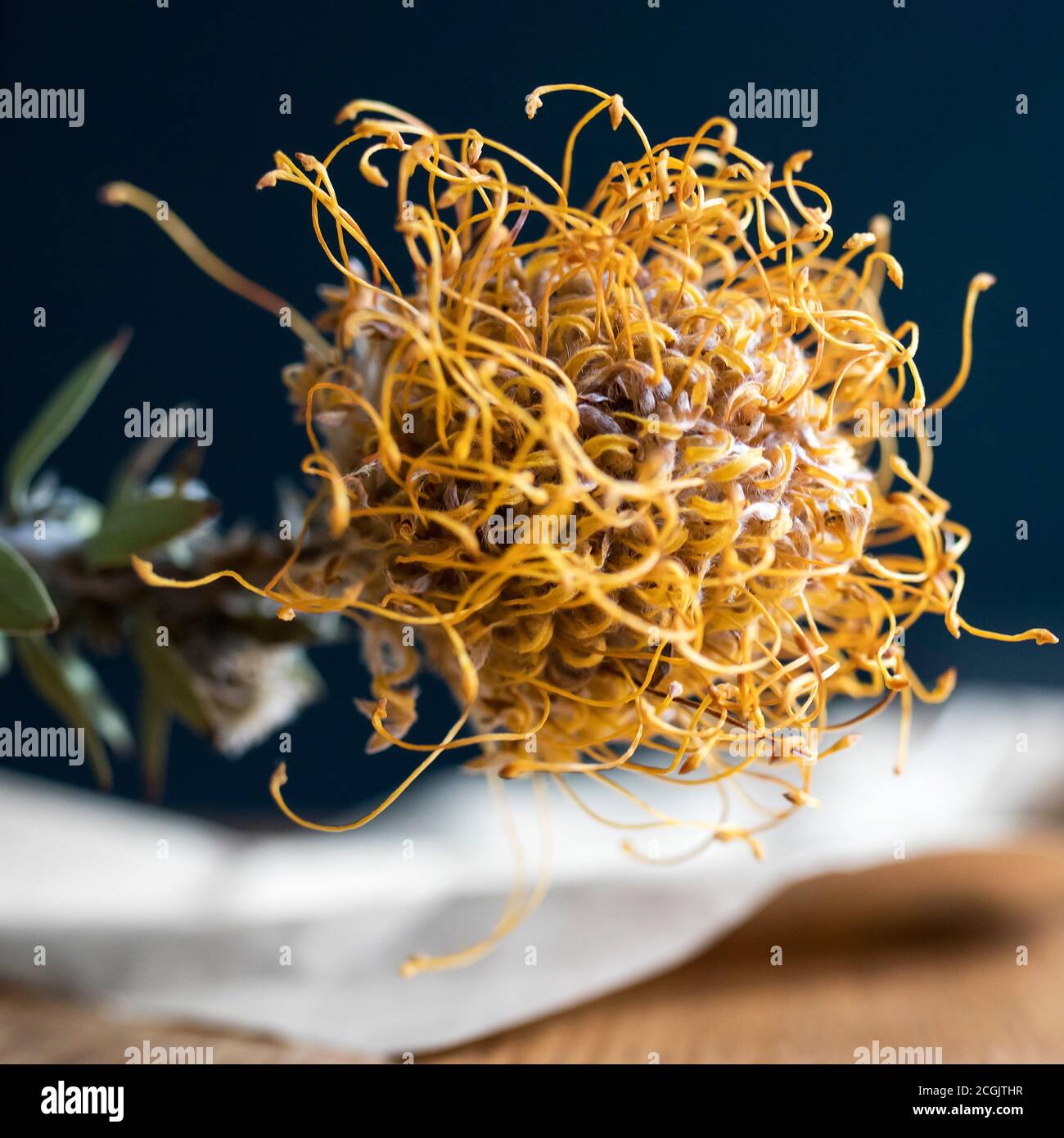 Dried bright yellow protea on a craft brown sheet of paper on a table ...