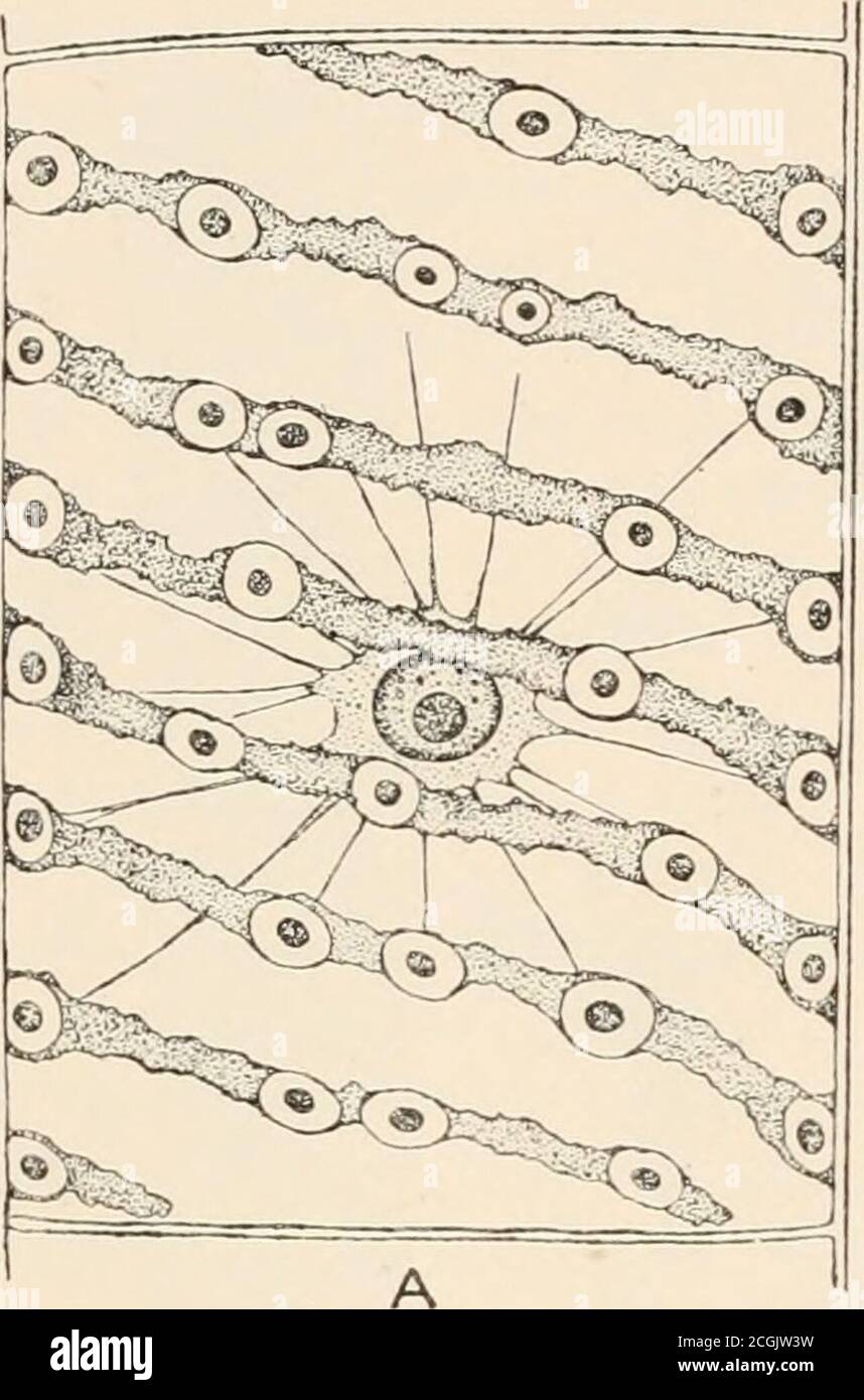 Pyrenoids hi-res stock photography and images - Alamy