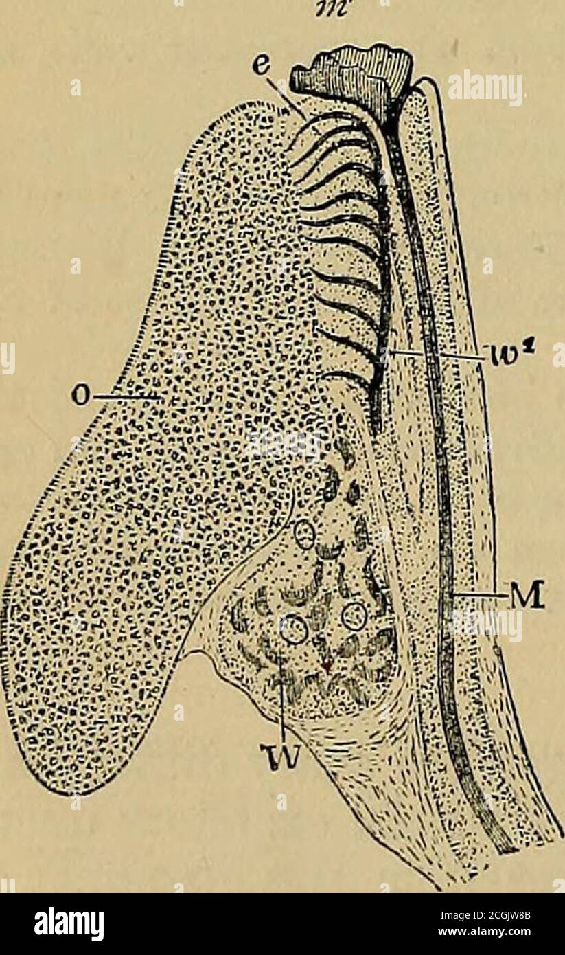 Internal organs human body from hi-res stock photography and images - Alamy