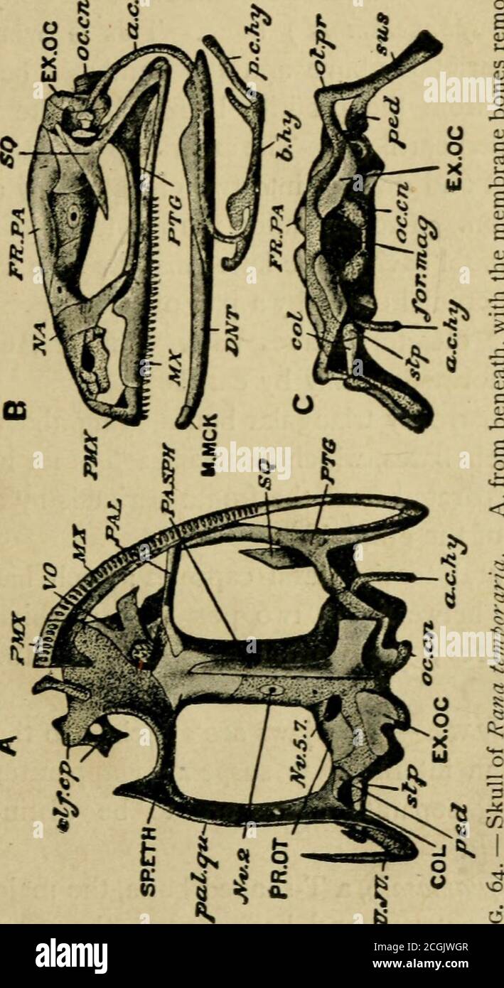 . The biology of the frog . um ; AST, astragalus; b.liy, basi-hyal; C ...