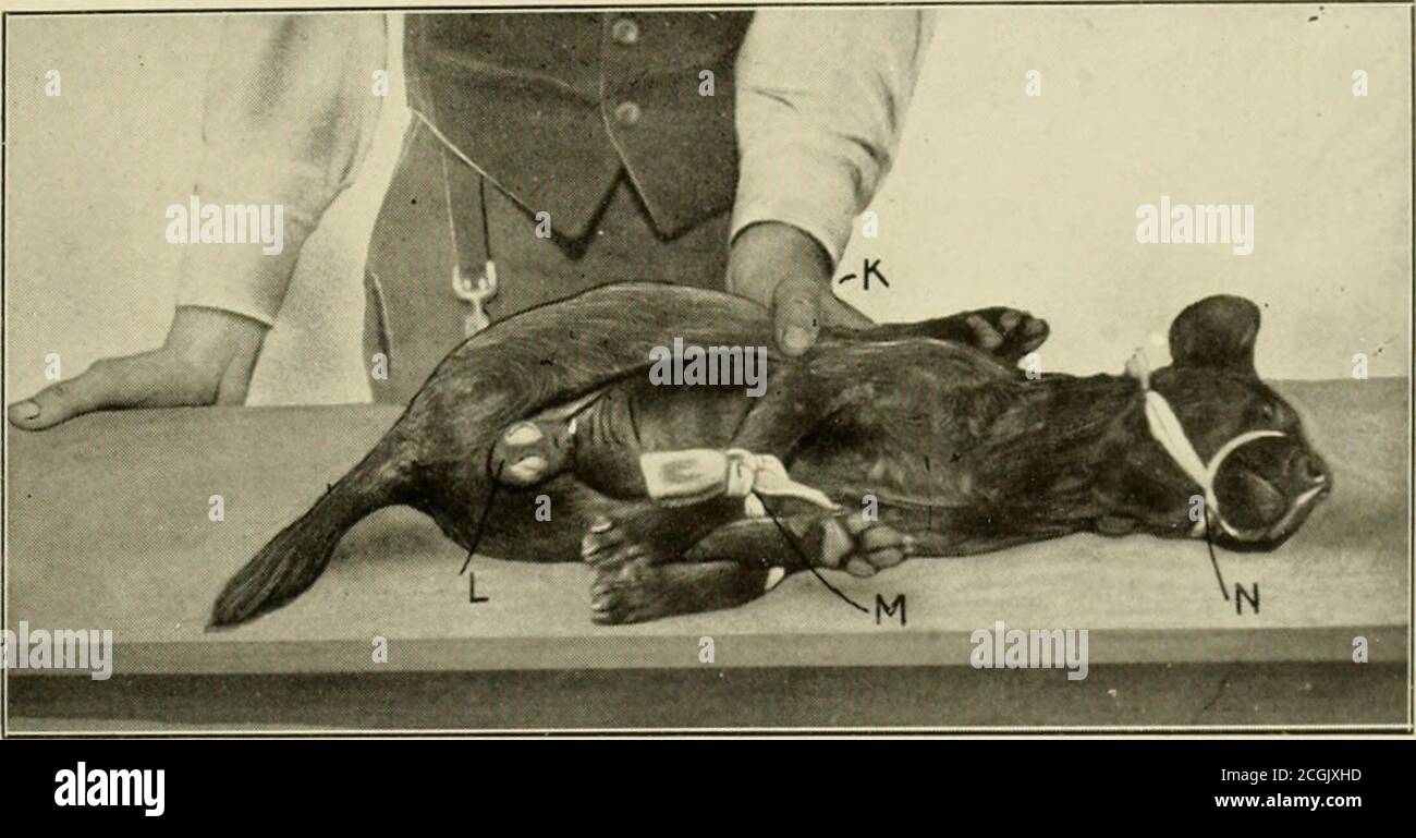 Dog testicles hi-res stock photography and images - Alamy