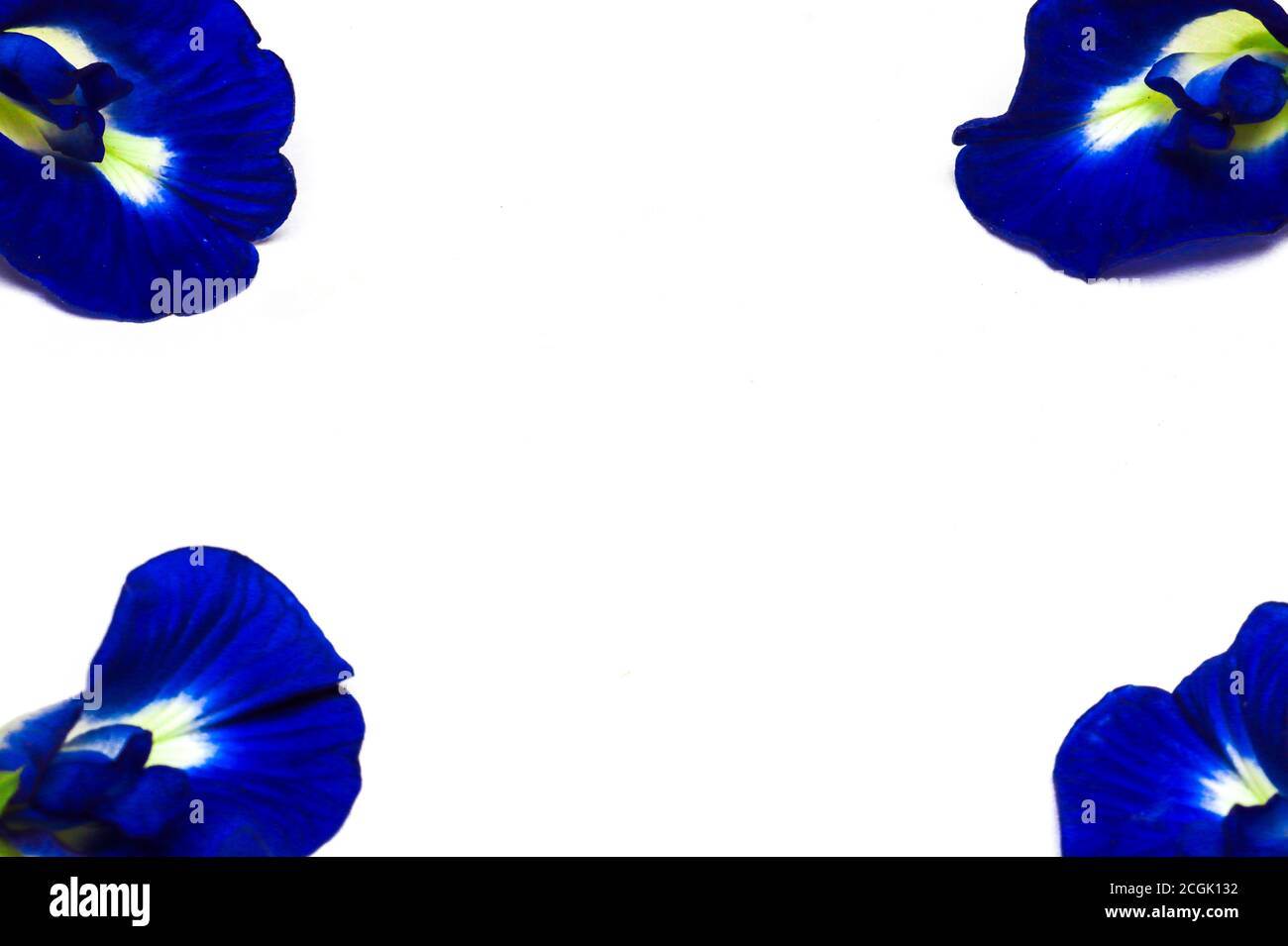 Background Powerpoint Bunga