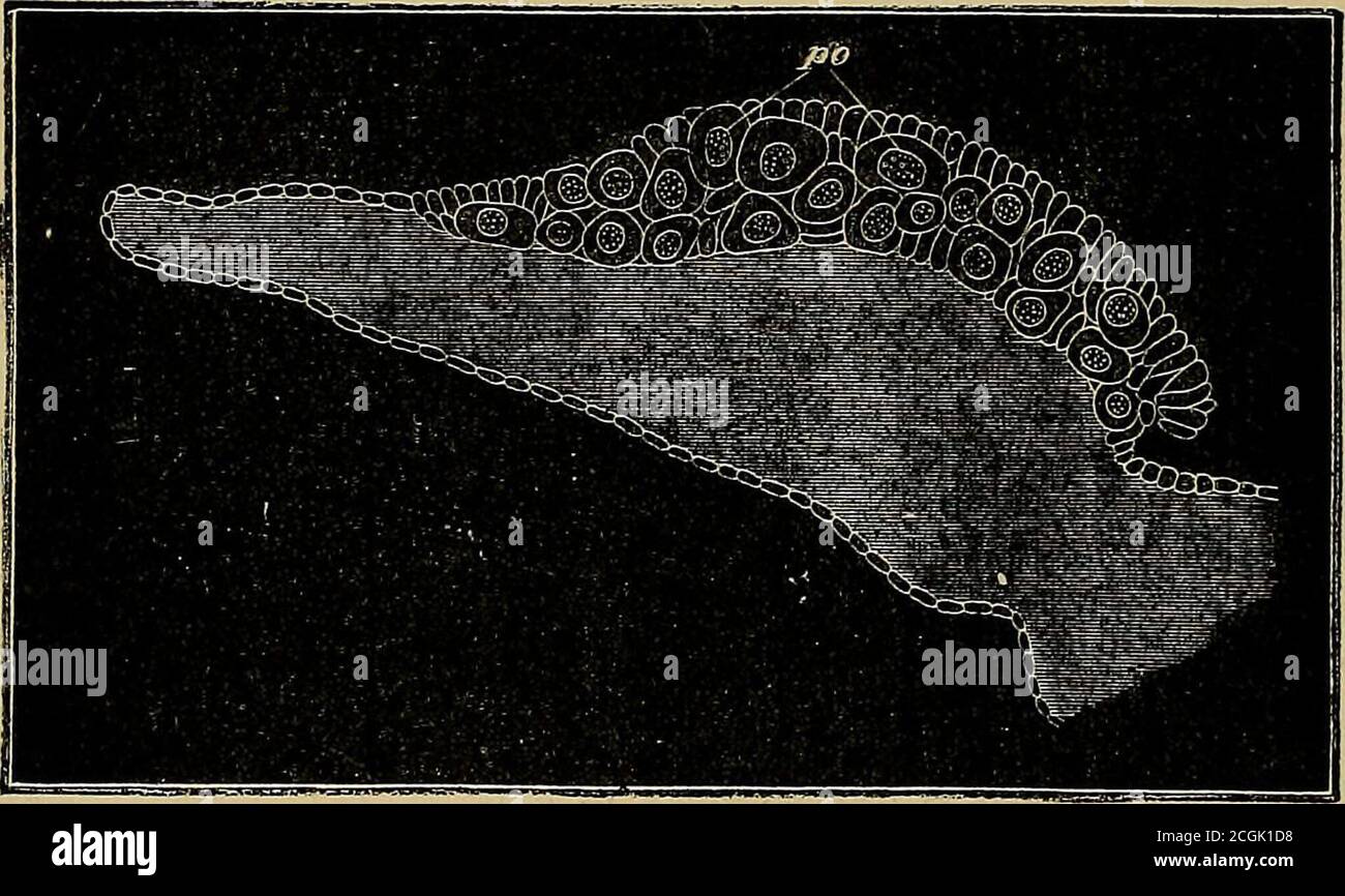 Prismatic epithelium hi-res stock photography and images - Alamy