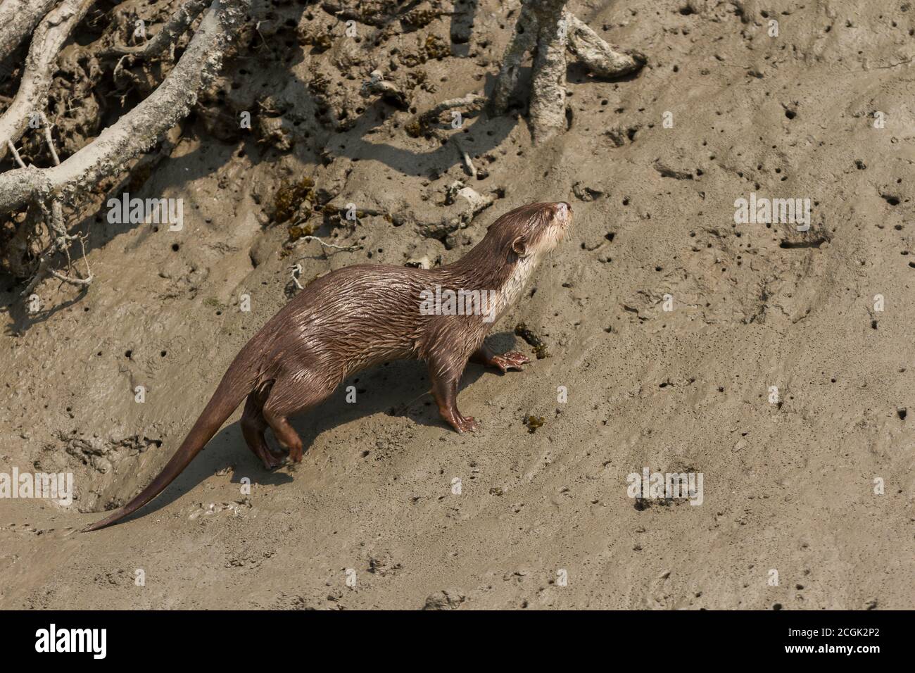 Asian river otter hi-res stock photography and images - Alamy