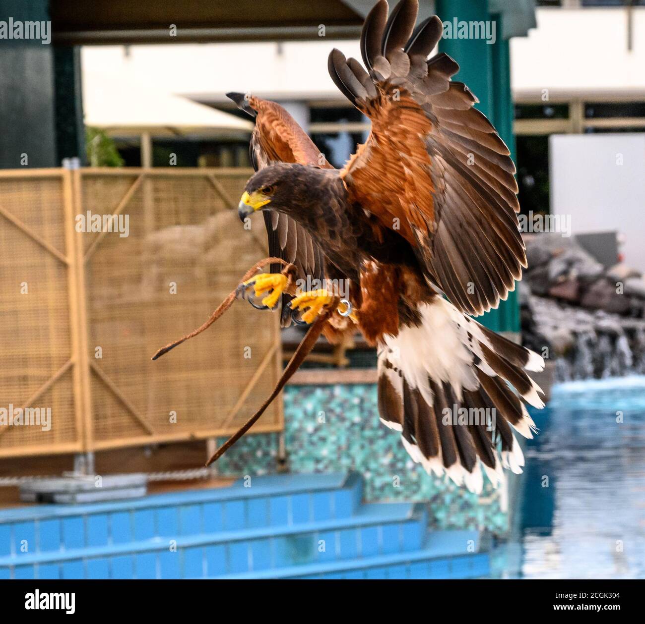 Female Harris hawk coming into land Stock Photo - Alamy