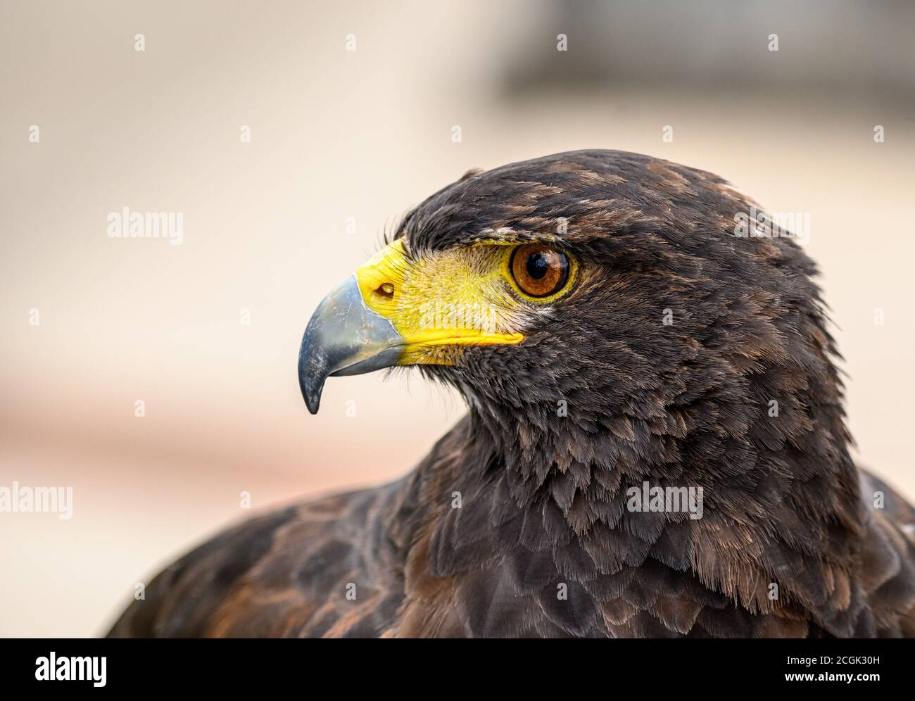 Female Harris hawk - detail Stock Photo - Alamy