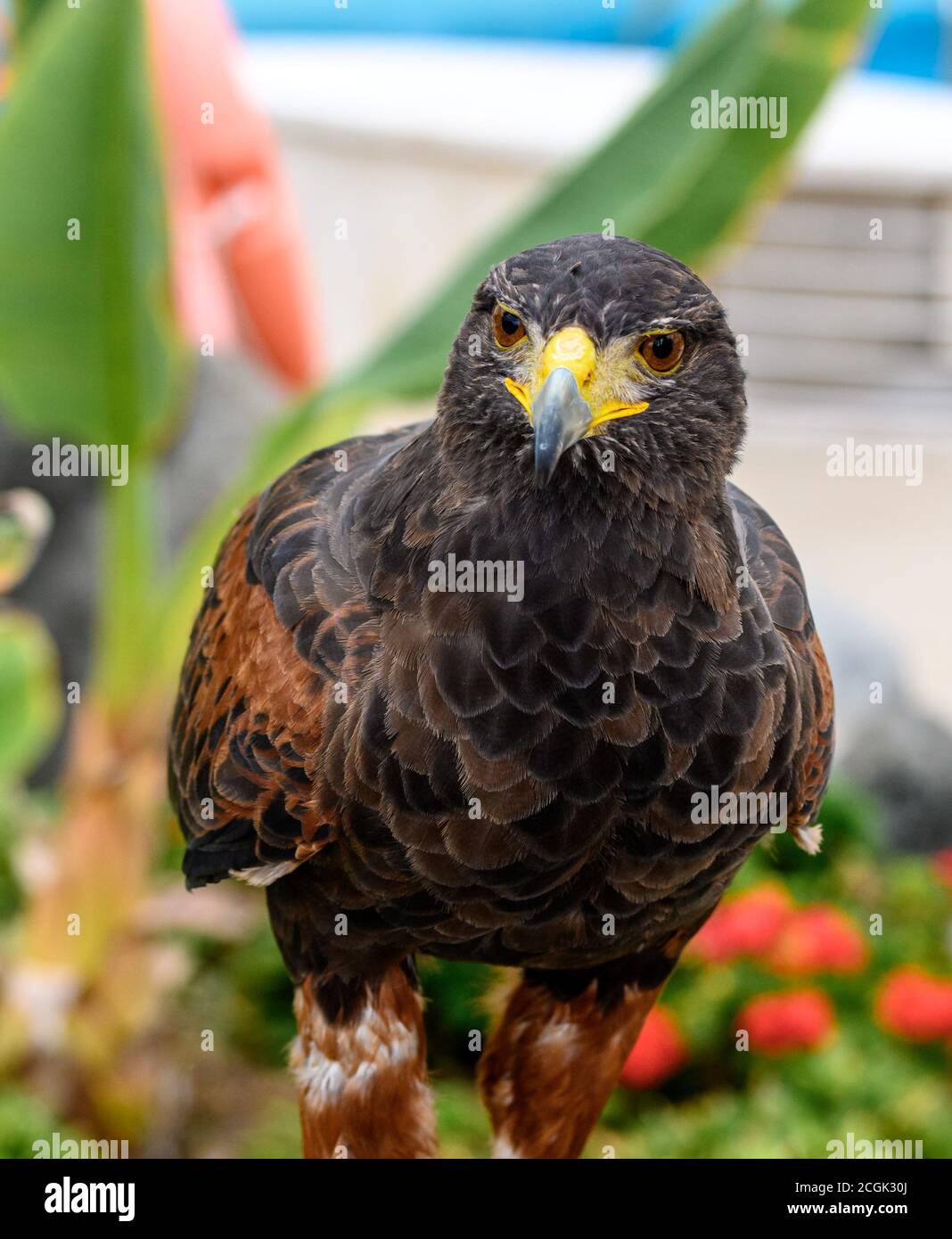 Female Harris hawk - detail Stock Photo - Alamy