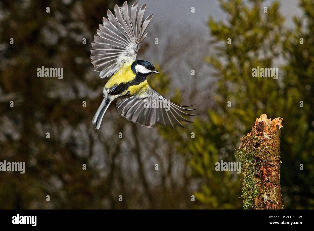 Great Tit, parus major, Male in Flight, Normandy Stock Photo - Alamy