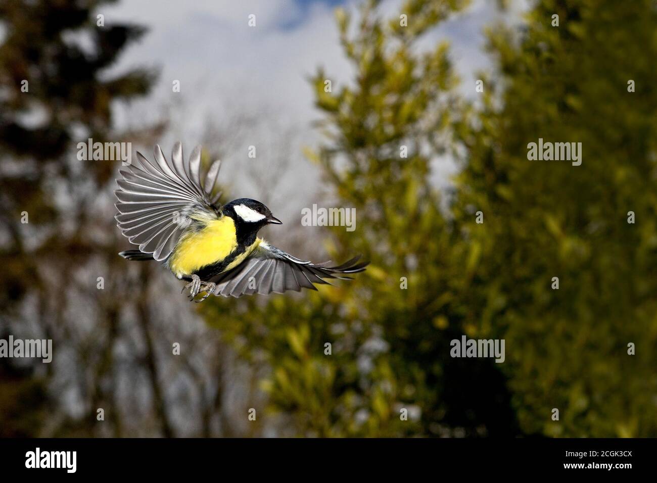 Great Tit, parus major, Male in Flight, Normandy Stock Photo - Alamy