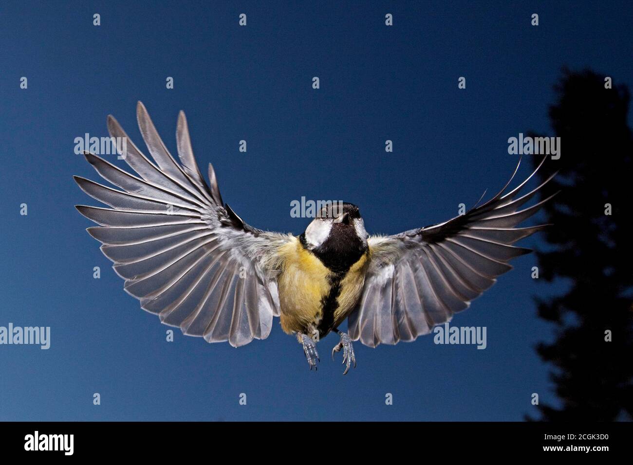 Great Tit, parus major, Male in Flight, Normandy Stock Photo - Alamy