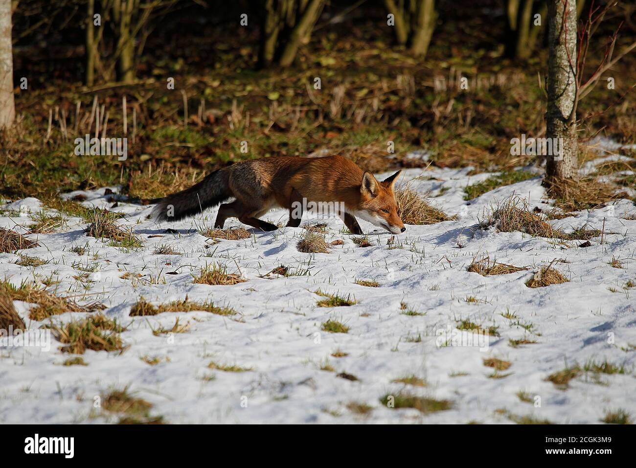 Red Fox, vulpes vulpes, Adult walking on Snow, Normandy Stock Photo - Alamy