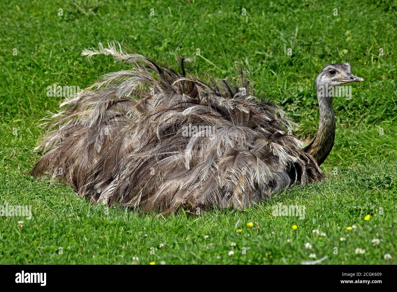 American Rhea, rhea americana, Female standing on Nest Stock Photo - Alamy