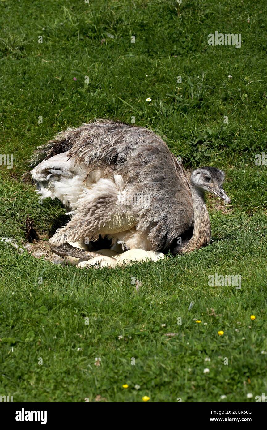 American Rhea, rhea americana, Female standing on Nest, with Eggs Stock ...