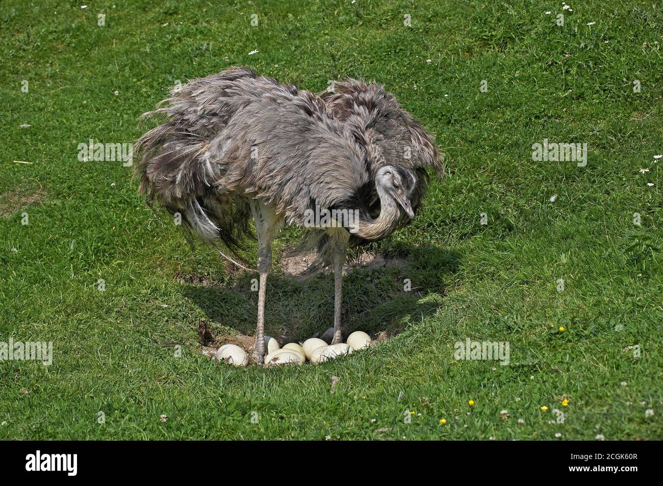 American Rhea, rhea americana, Female standing on Nest, with Eggs Stock ...
