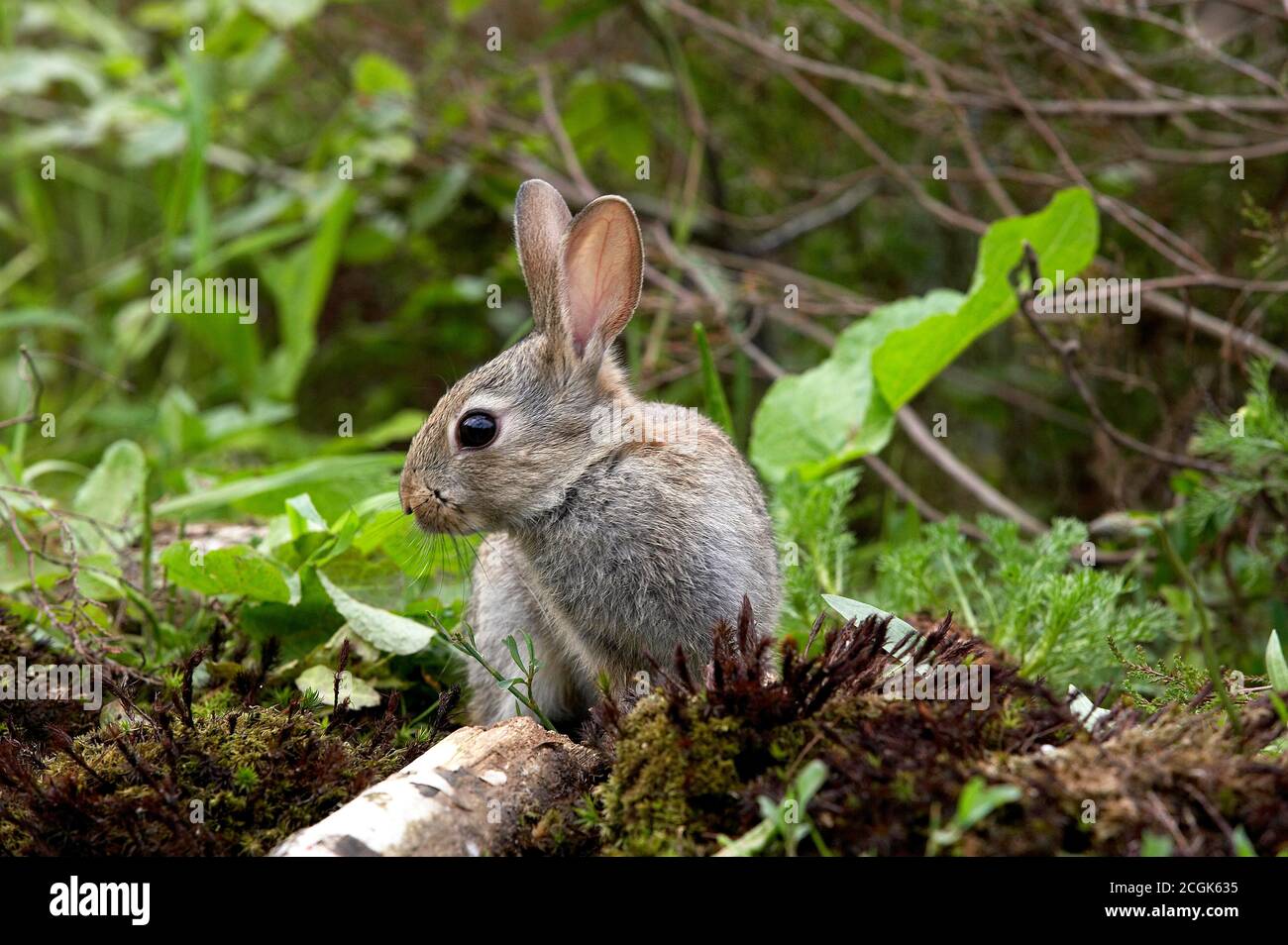 European Rabbit, oryctolagus cuniculus, Young, Normandy Stock Photo - Alamy
