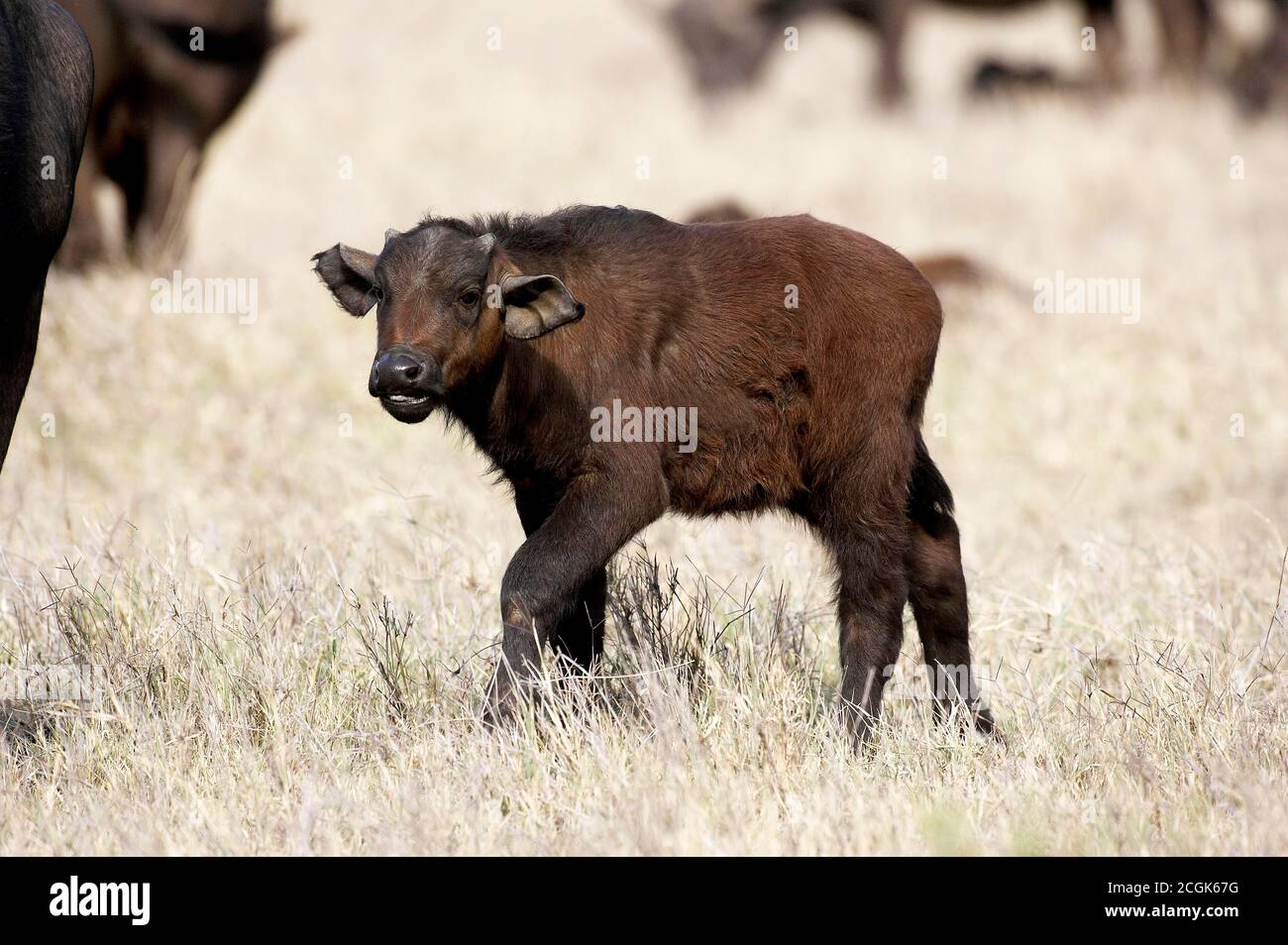 African Buffalo, syncerus caffer, Calf standing on Dry Grass, Hell's ...