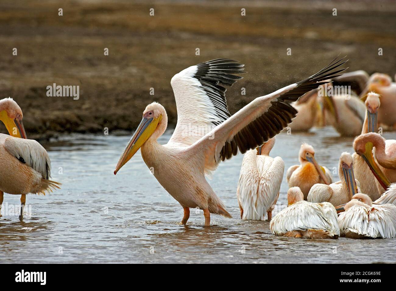 Great White Pelican, pelecanus onocrotalus, Group standing in Water ...