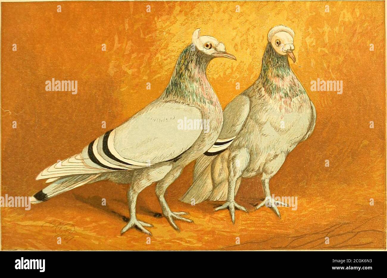 . Pigeons: their structure, varieties, habits, and management ...