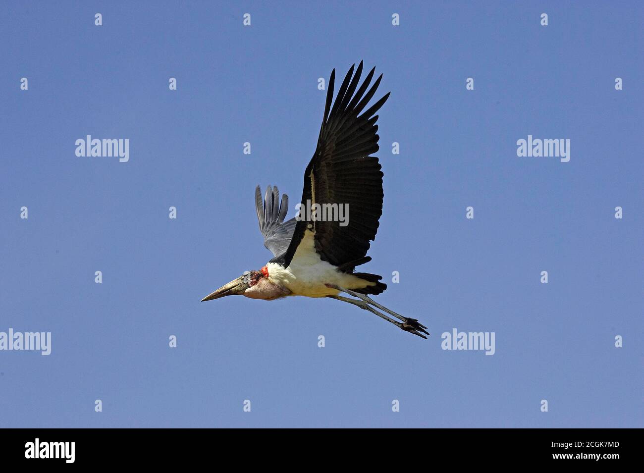 Marabou Stork, leptoptilos crumeniferus, Adult in Flight, Masai Mara Park in Kenya Stock Photo ...