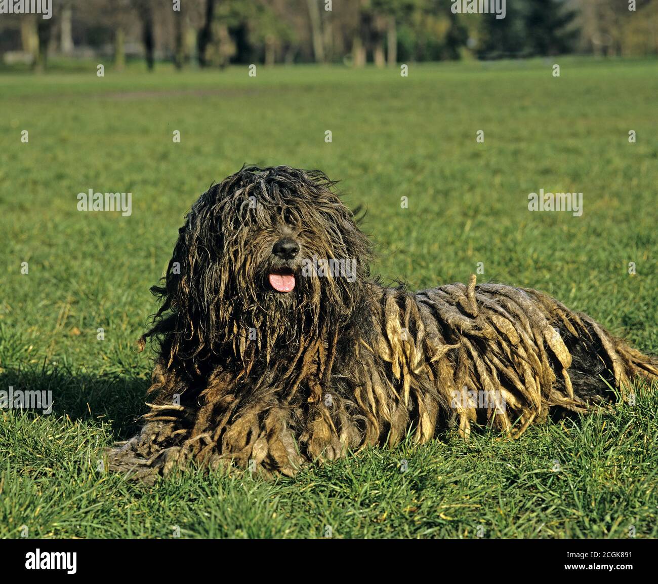 Bergamasco sheepdog or bergamese shepherd hi-res stock photography and ...