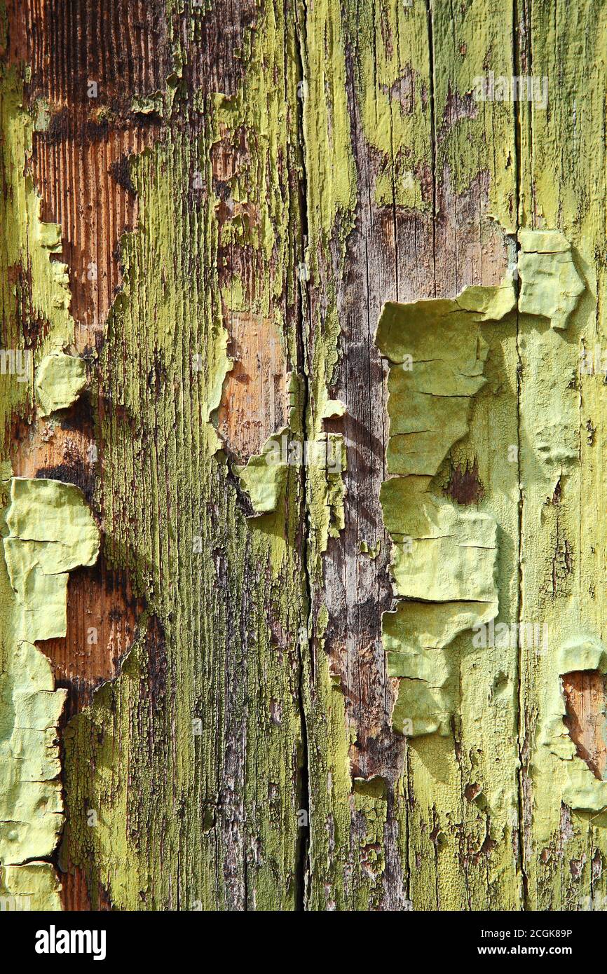 Lime green and old peeling worn paint on clapboard weathered wood ...