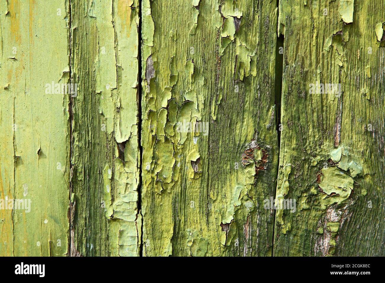 Lime green and old peeling worn paint on clapboard weathered wood ...