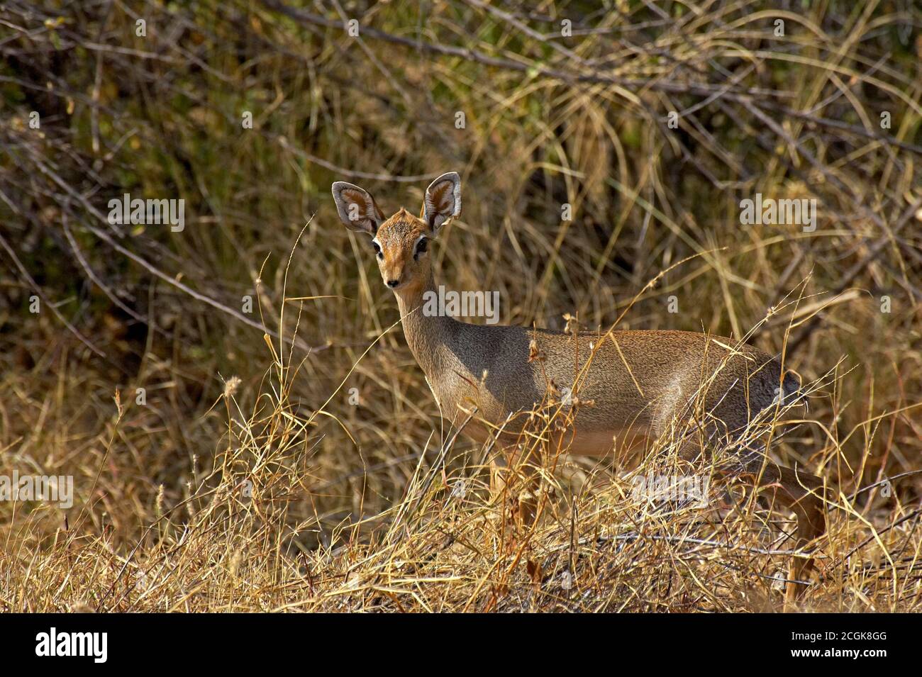 Kirk's Dik Dik, madoqua kirkii, Adult standing on Dry Grass, Masai Mara Park in Kenya Stock ...