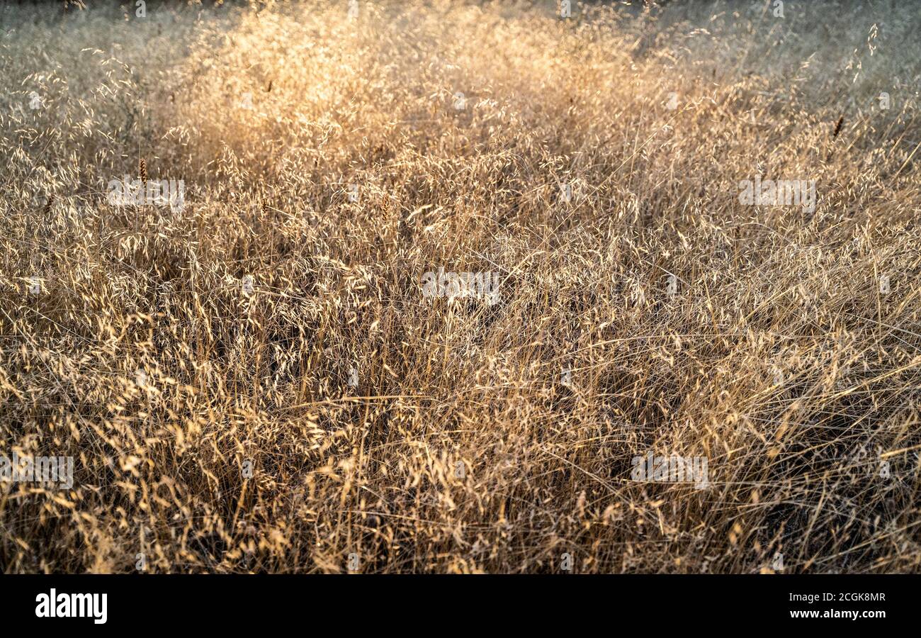 Dry crops hi-res stock photography and images - Alamy