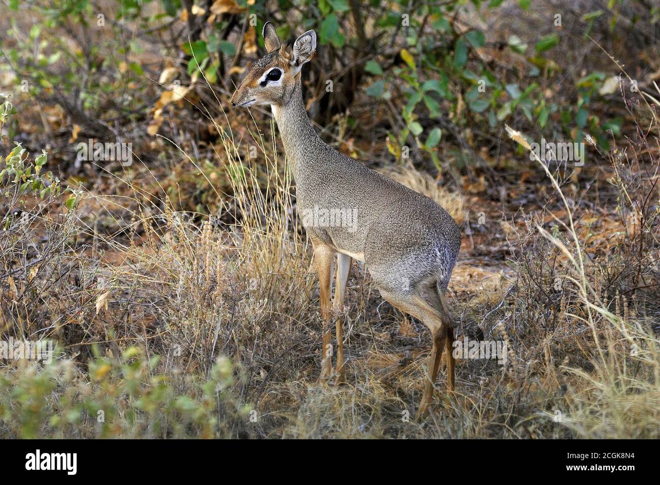 Kirk's Dik Dik, madoqua kirkii, Adult standing on Dry Grass, Masai Mara Park in Kenya Stock ...