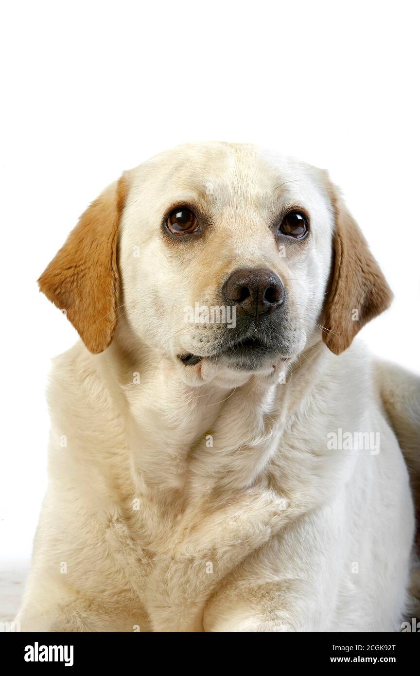 Yellow Retriever Labrador, Portrait of Female against White Background ...