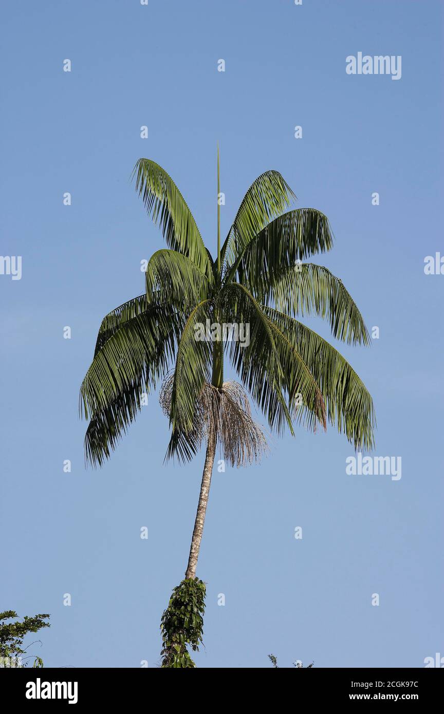 Moriche Plam, mauritia flexuosa, Tree producing Heart of Palm, Orinoco ...