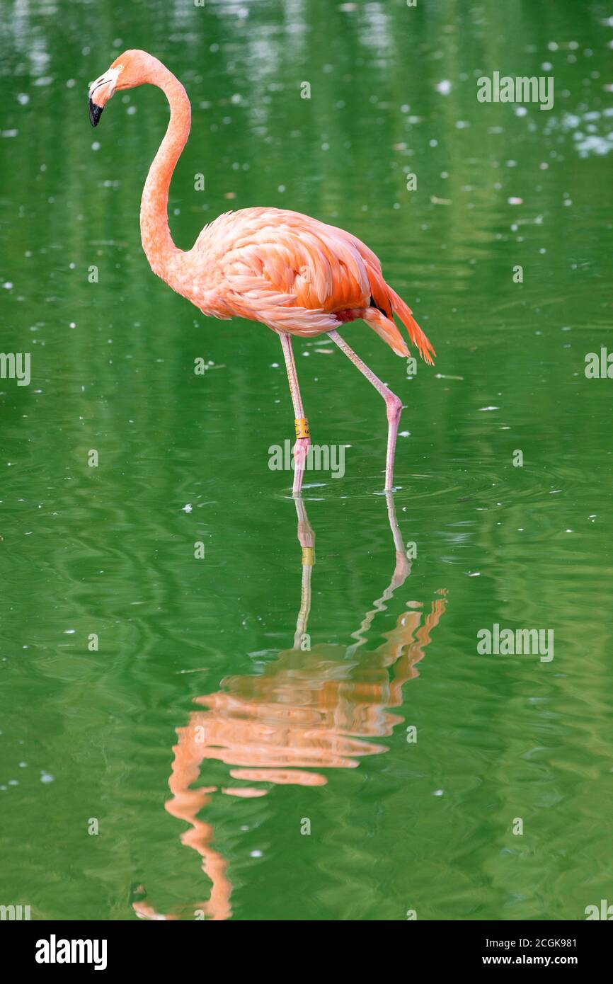 Whipsnade flamingos hi-res stock photography and images - Alamy