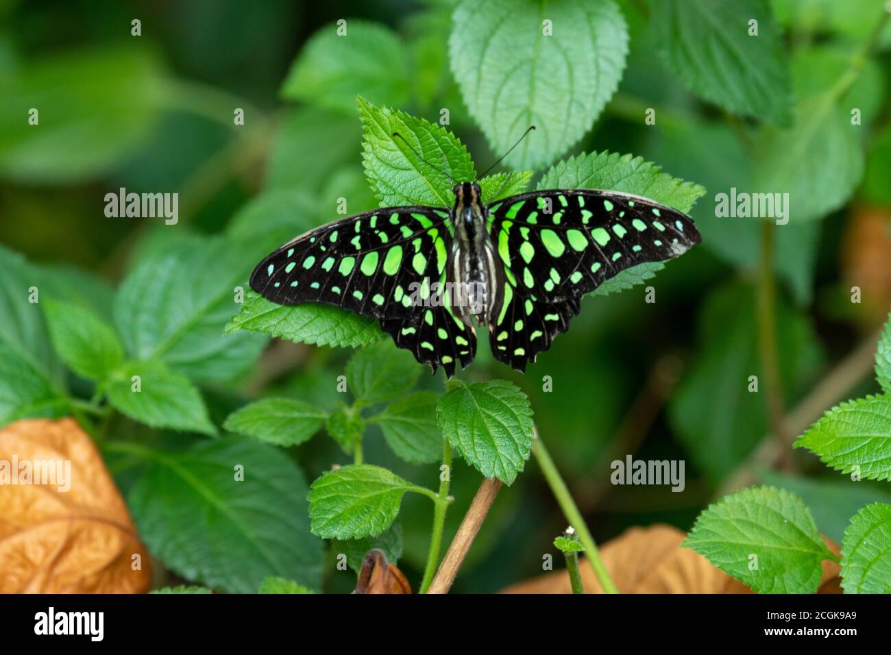 Common jay butterfly hi-res stock photography and images - Alamy