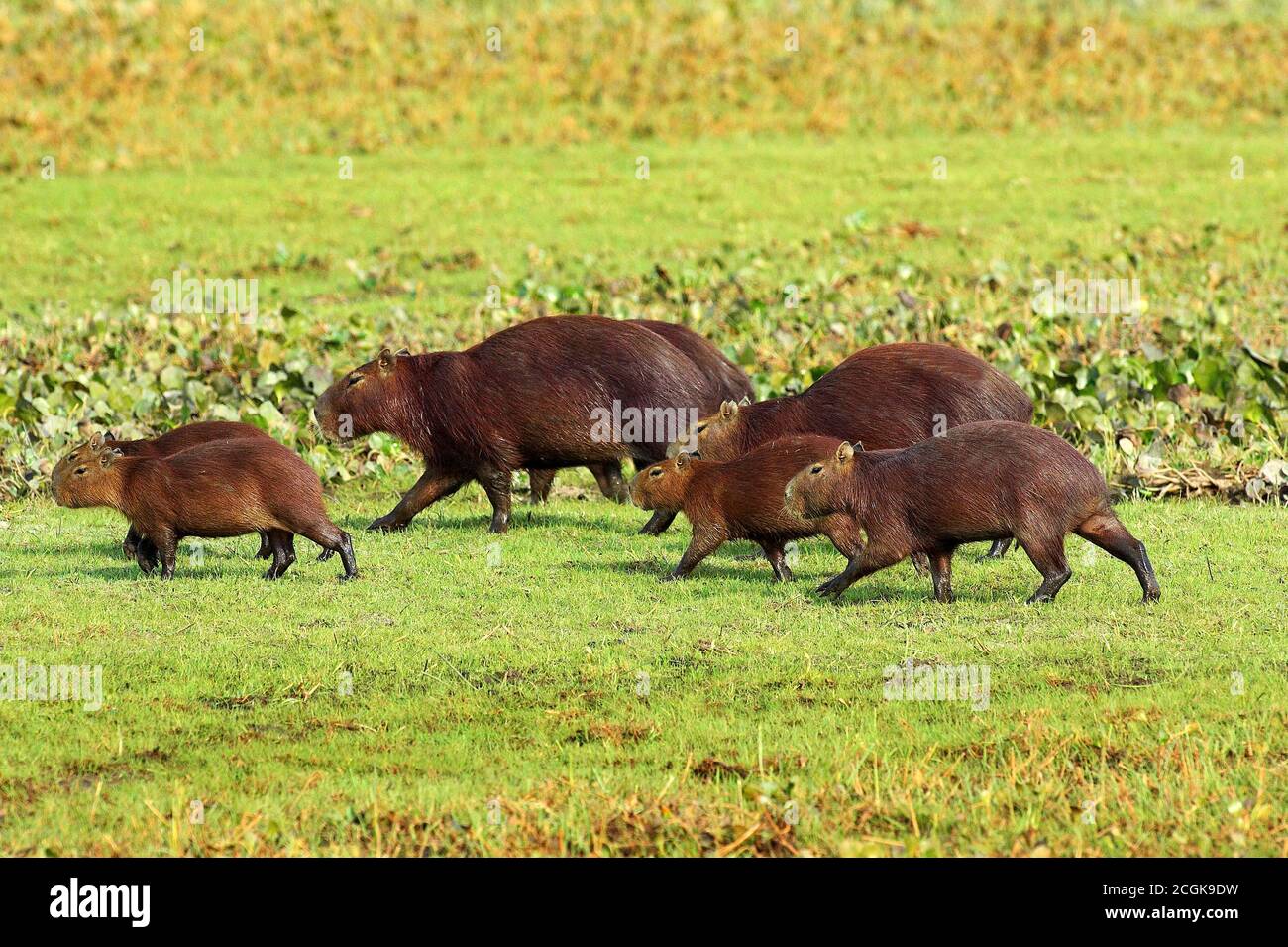 Capybara, hydrochoerus hydrochaeris, the Largest Rodent in the World ...